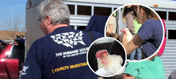 banner-second-largest-rescue | Big Tree For Animals