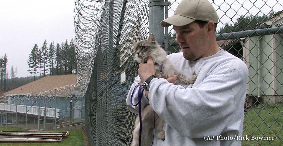 cat-inmate | Big Tree For Animals